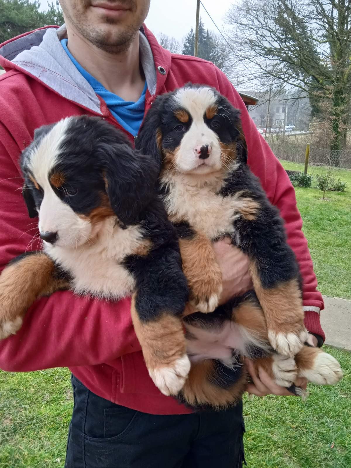 Bernski planinski pas štenci