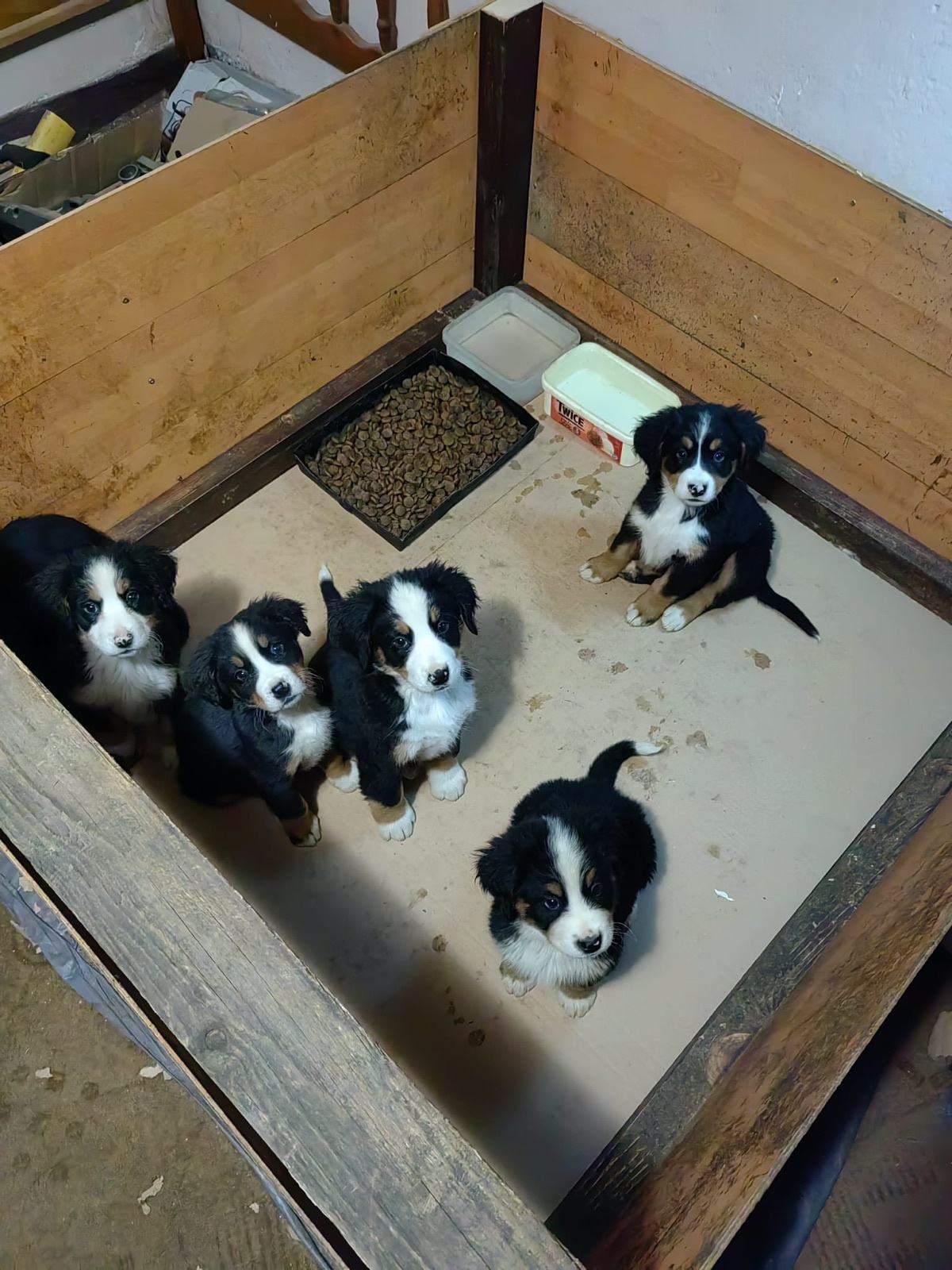 Bernski planinski pas štenci