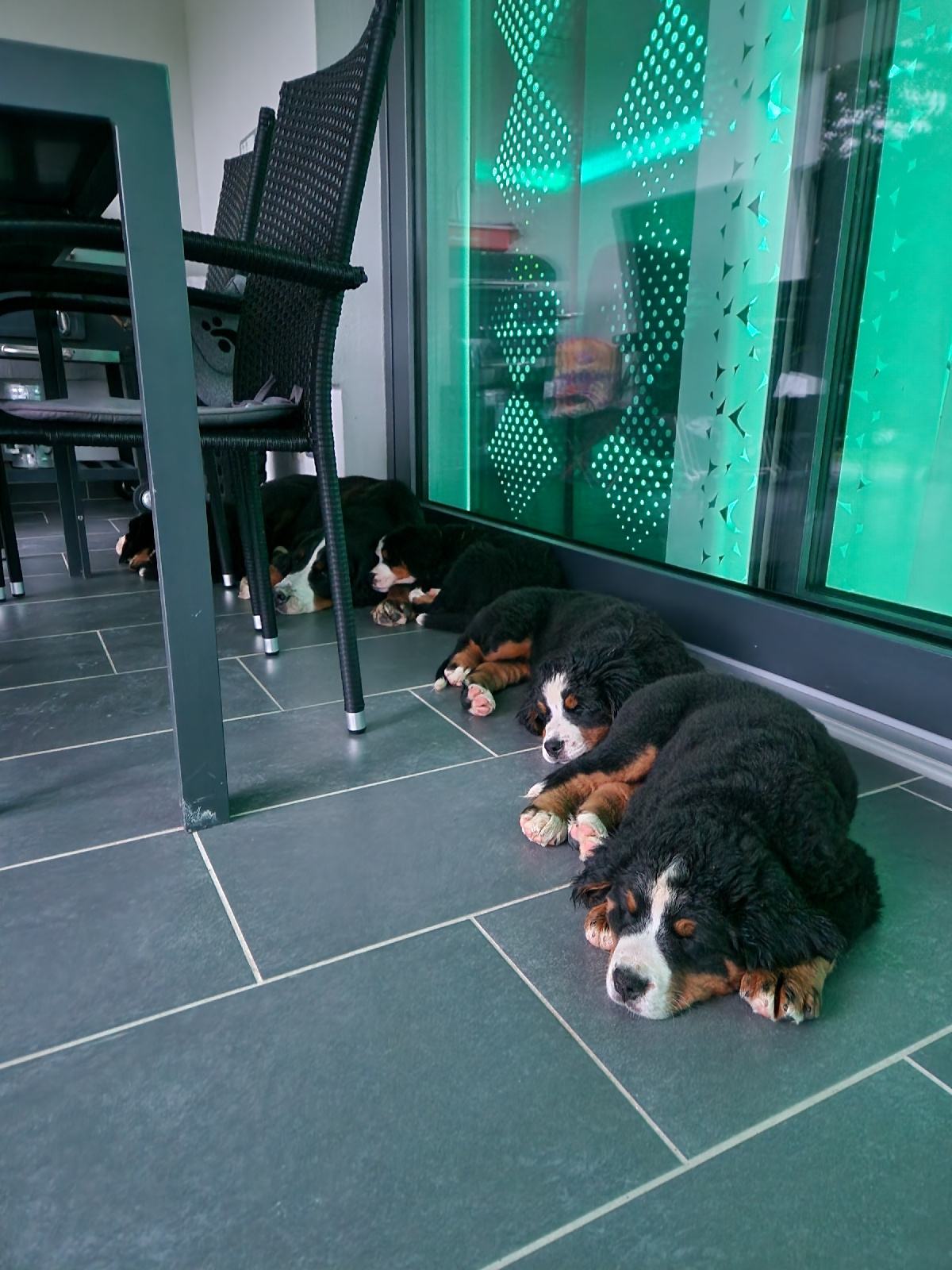 Bernski Planinski Pas Štenci