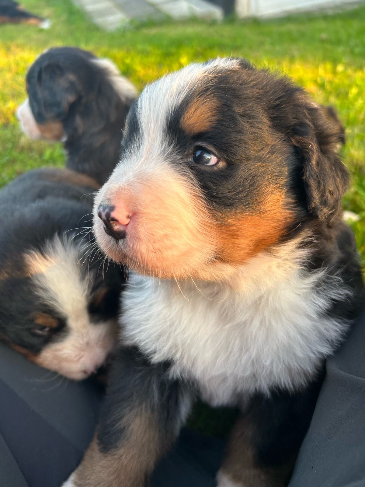 Bernski planinski pas štenci