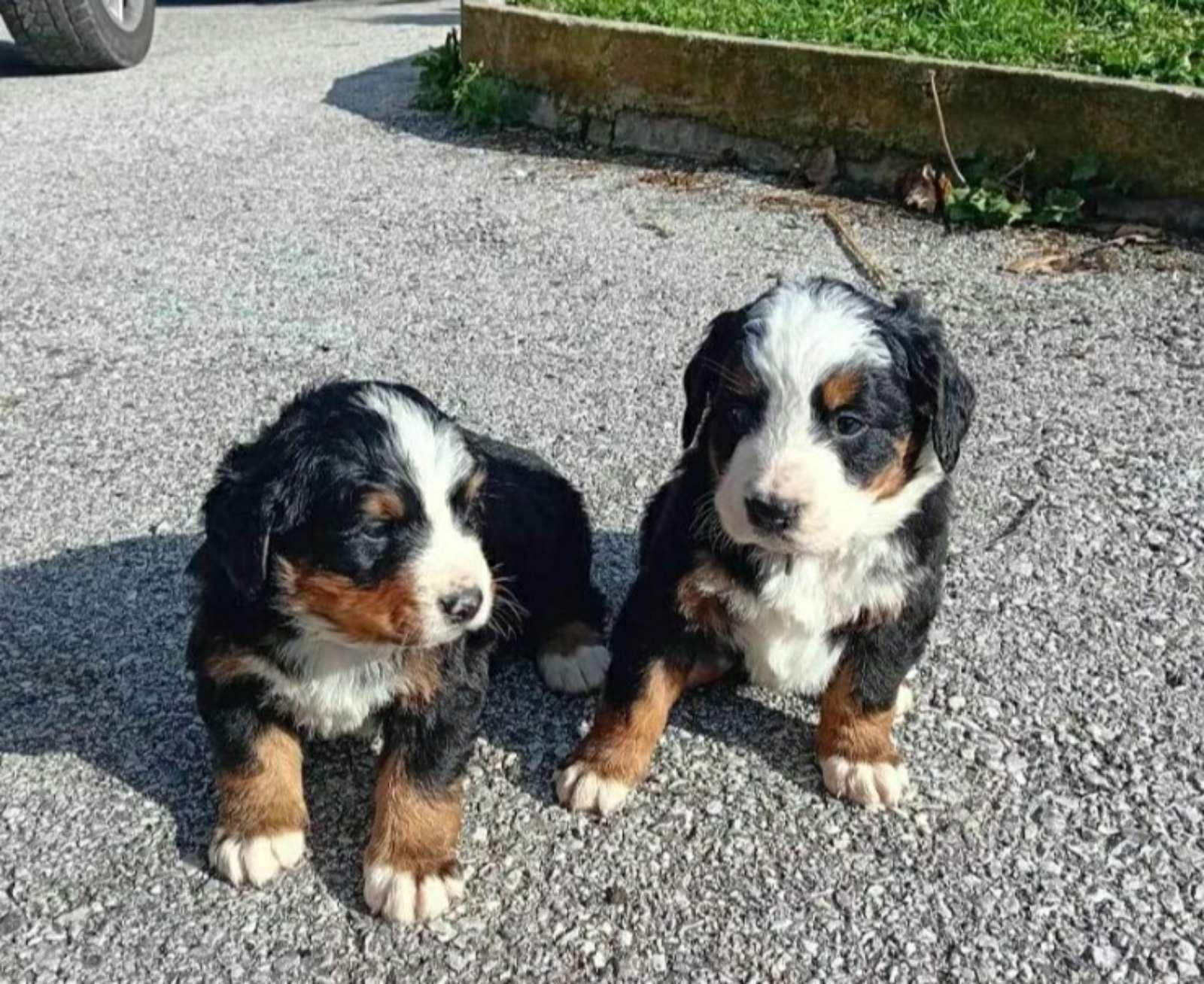 BERNSKI PLANINSKI PAS -ŠTENCI