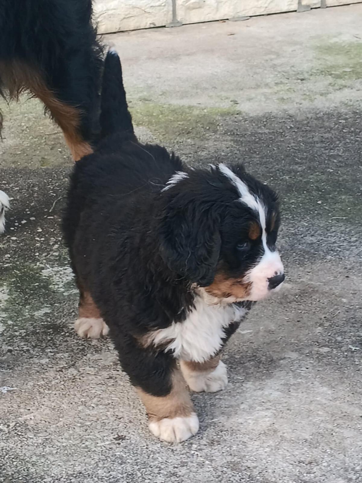 BERNSKI PLANINSKI PAS - štenci-