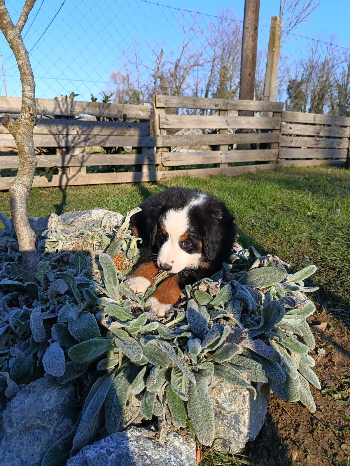 Bernski planinski pas štenci