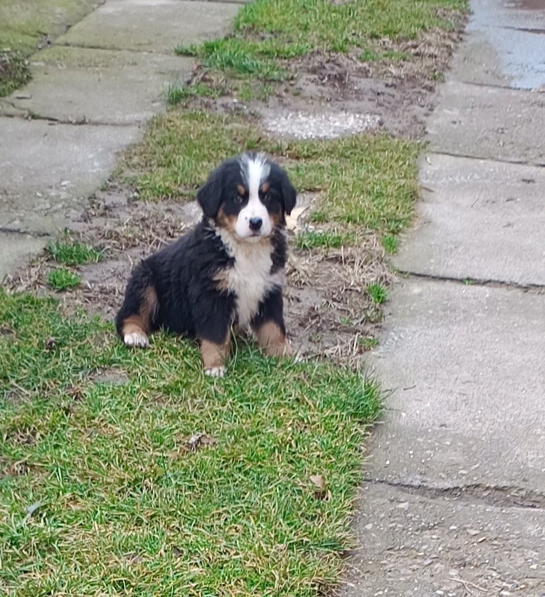 Bernski planinski pas - štenci, ženke