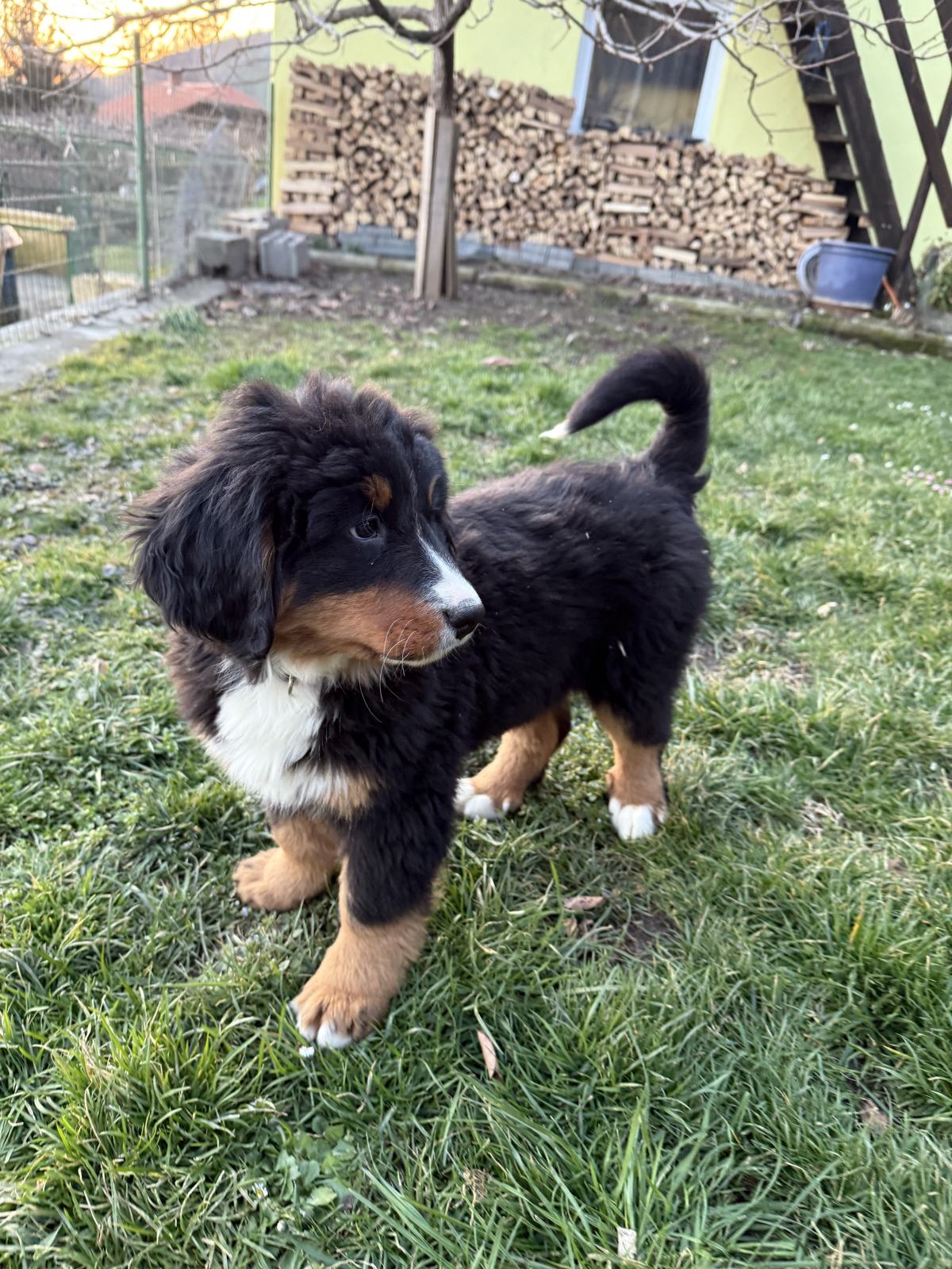 Bernski planinski pas - štenci