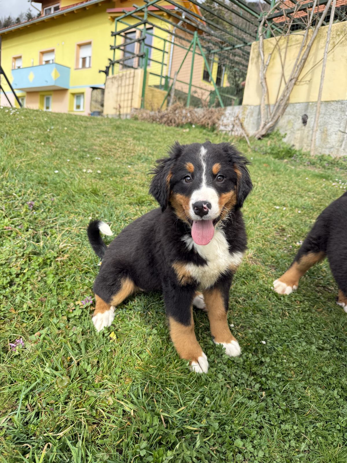 Bernski planinski pas - štenci