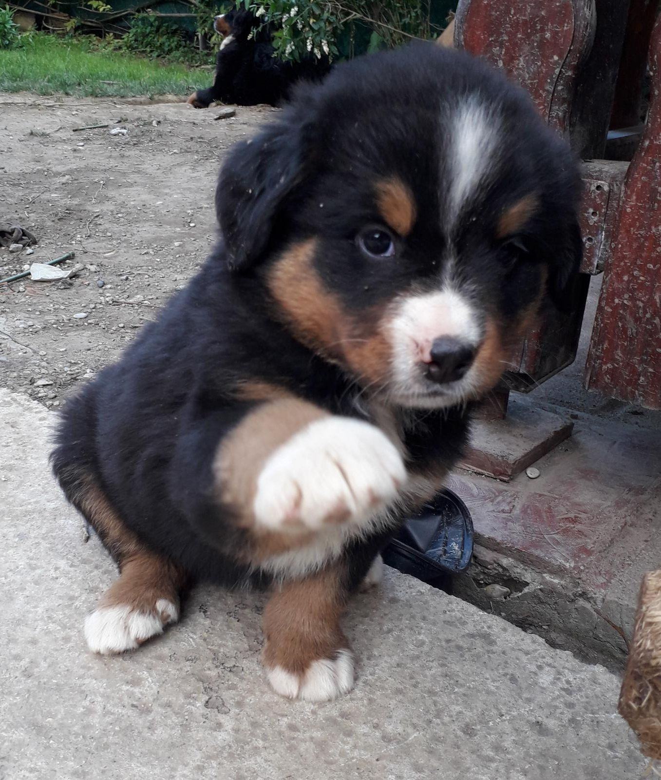 BERNSKI PLANINSKI PAS - ŠTENCI