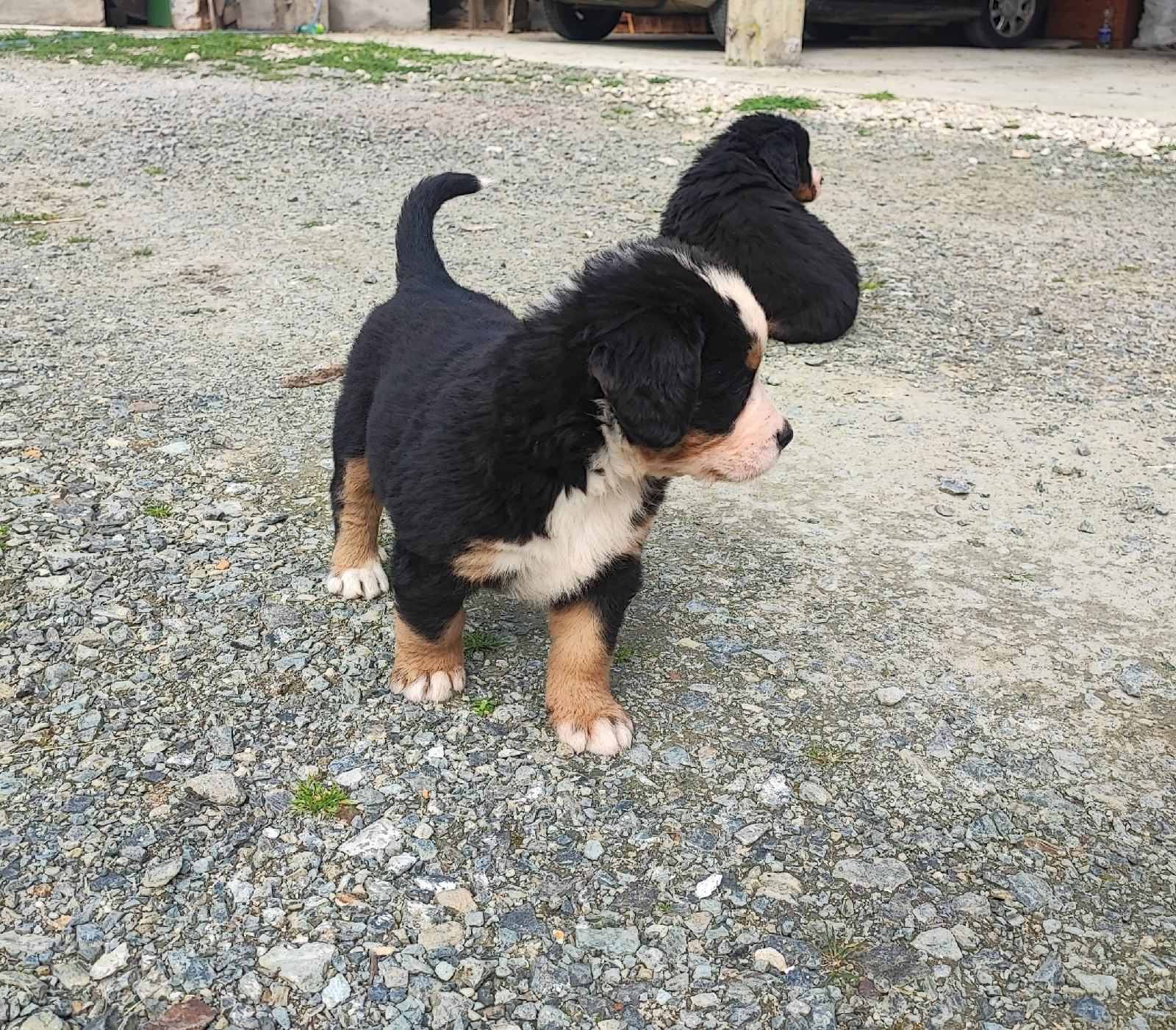 Bernski planinski psi štenci