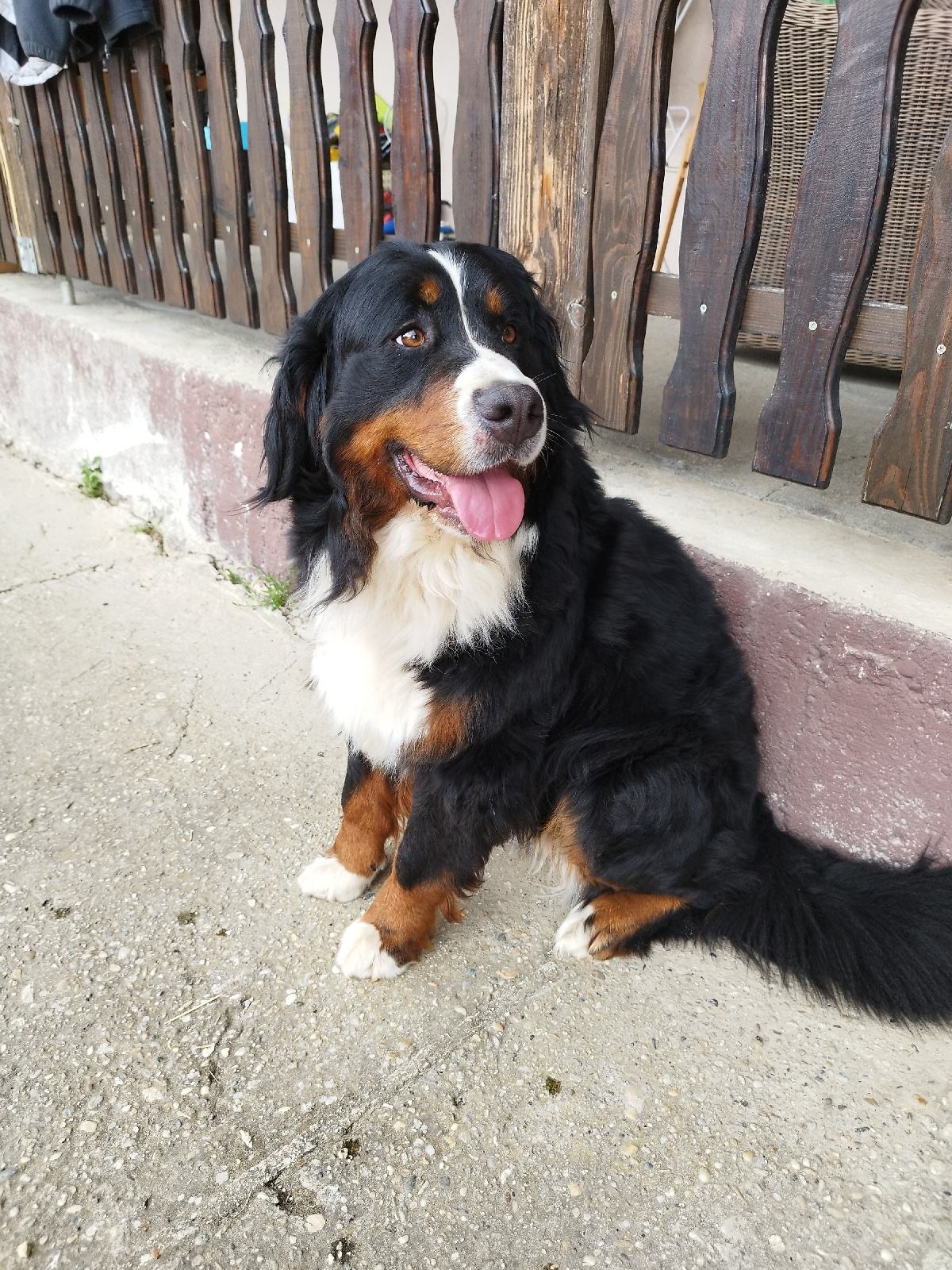 Bernski planinski pas (štene i odrasla ženka)