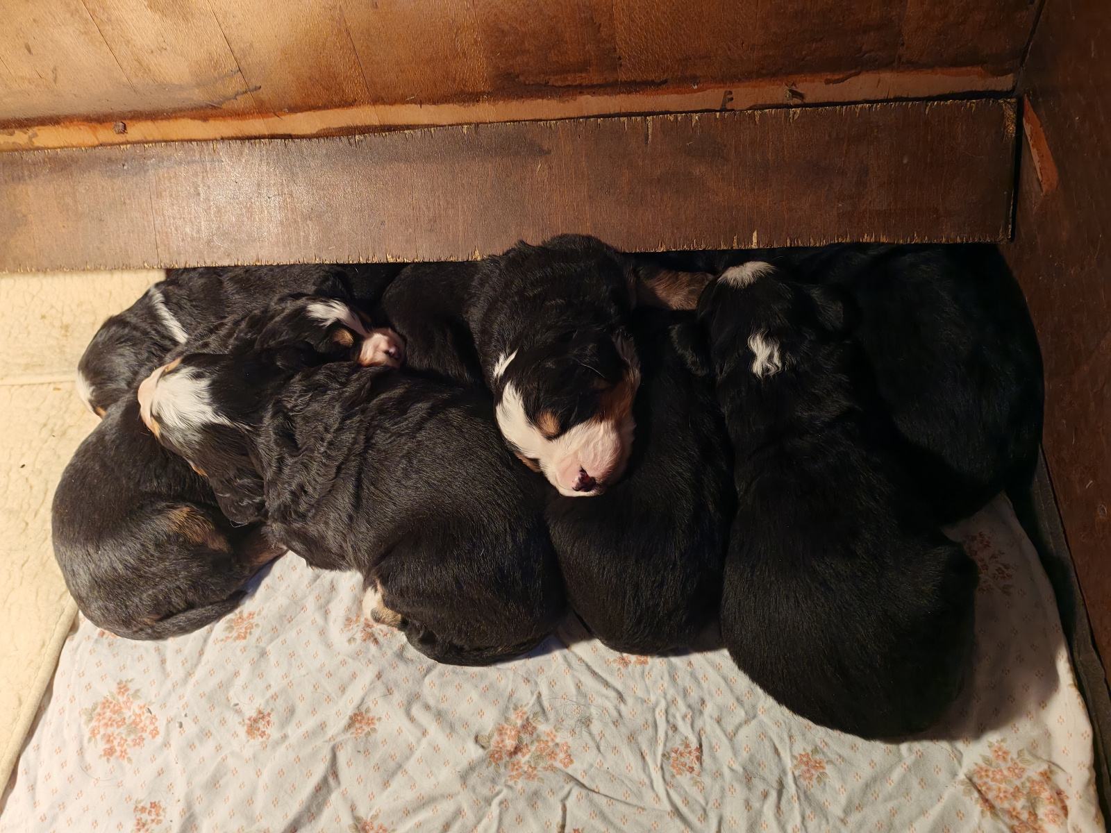 BERNSKI PLANINSKI ŠTENCI