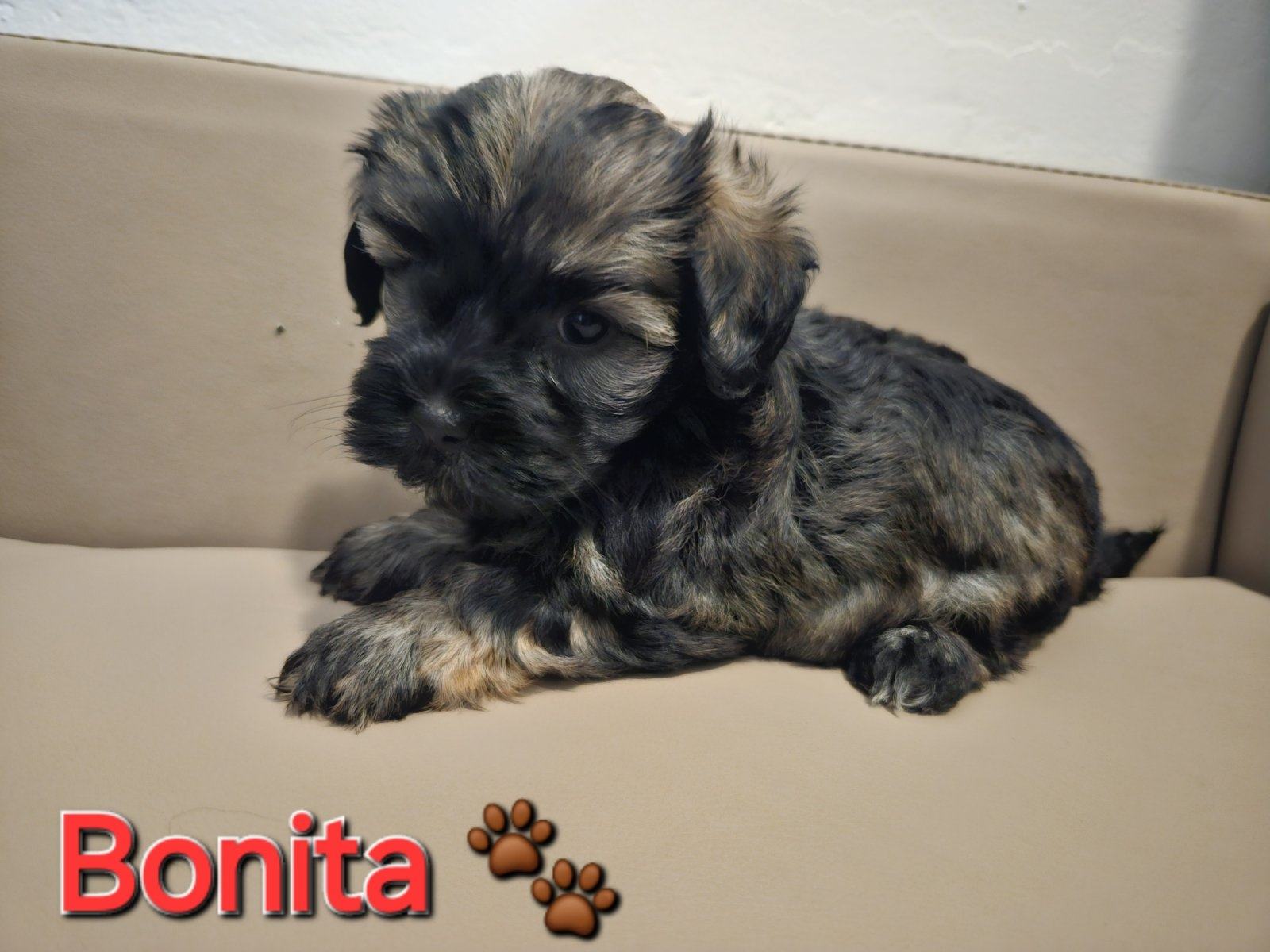Bichon Havanese