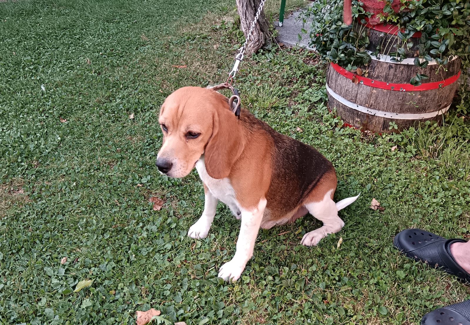 Bigl beagle Mužjak i ženka. 100 eura