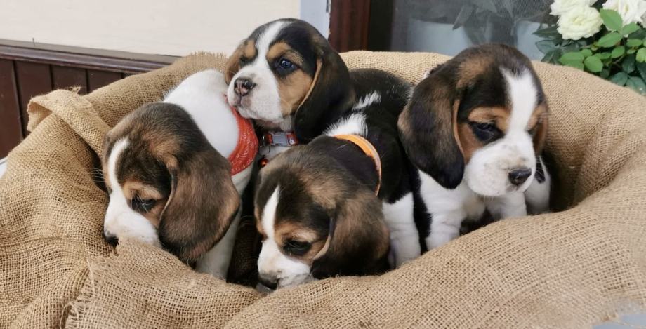 Bigl/beagle štenci - MOGUĆNOST DOSTAVE