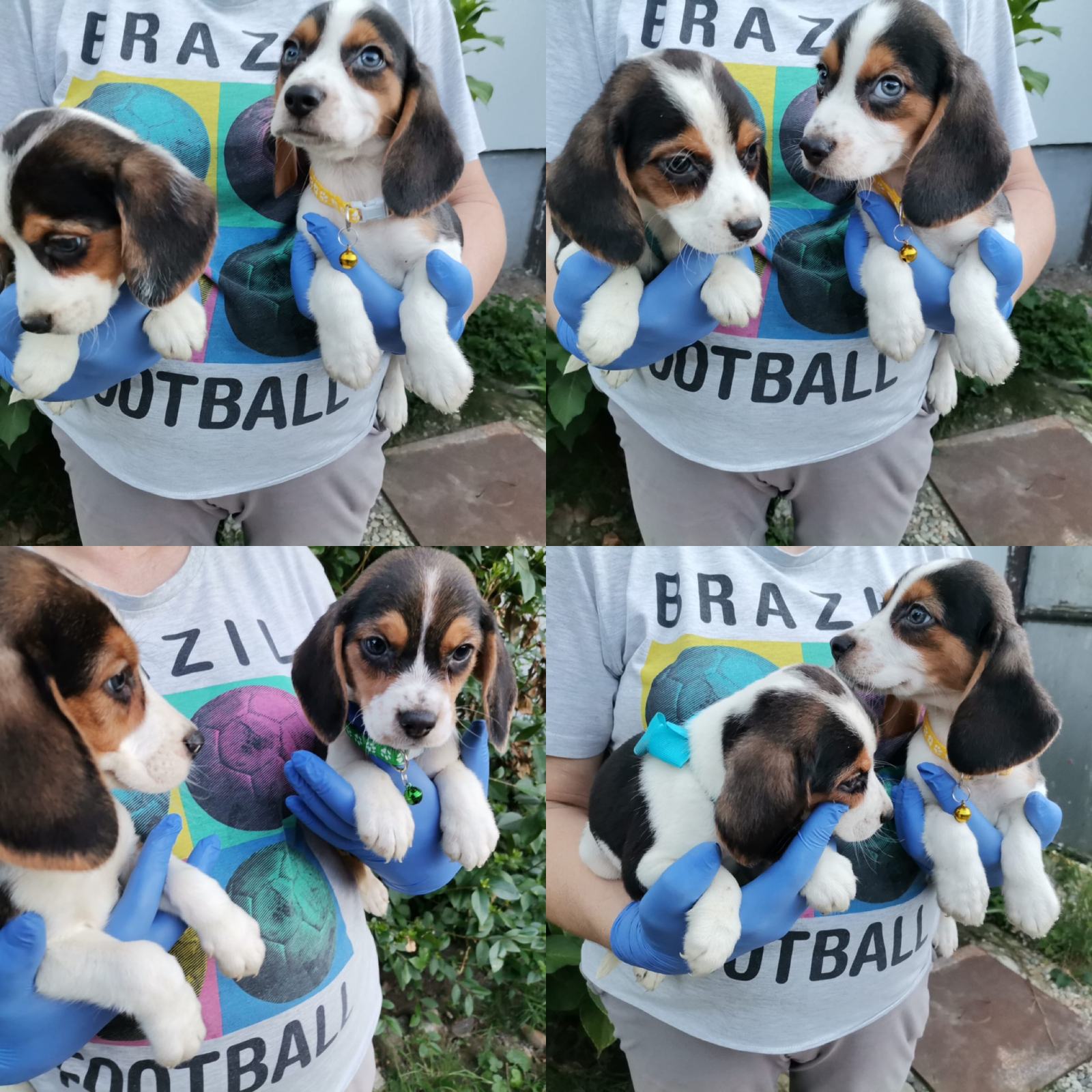 Bigl/beagle štenci - MOGUĆNOST DOSTAVE