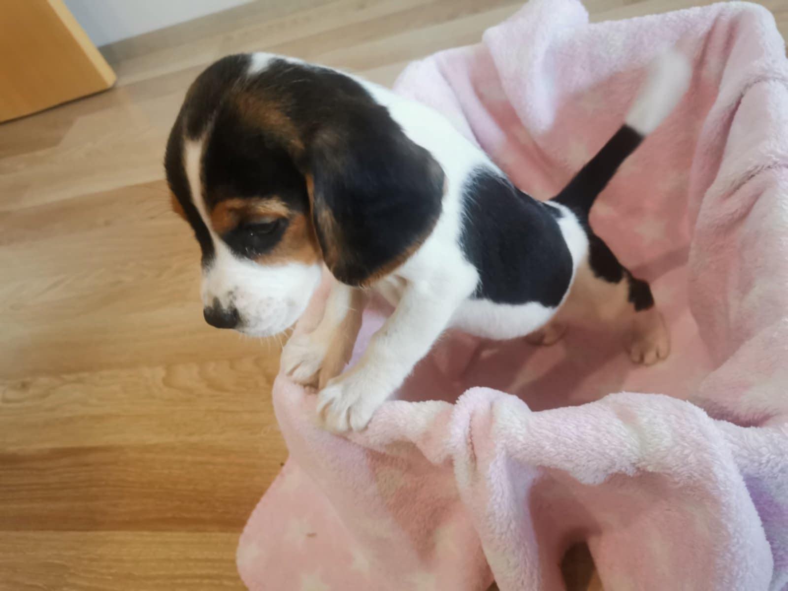 Bigl/beagle štenci-DOSTAVA