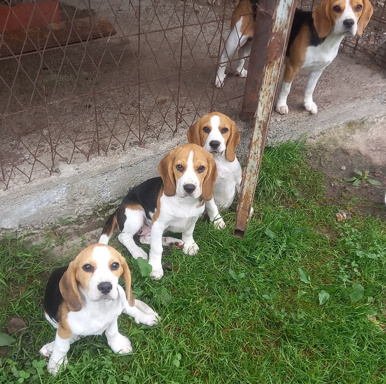 Bigl štenci - prodaja 150 eura