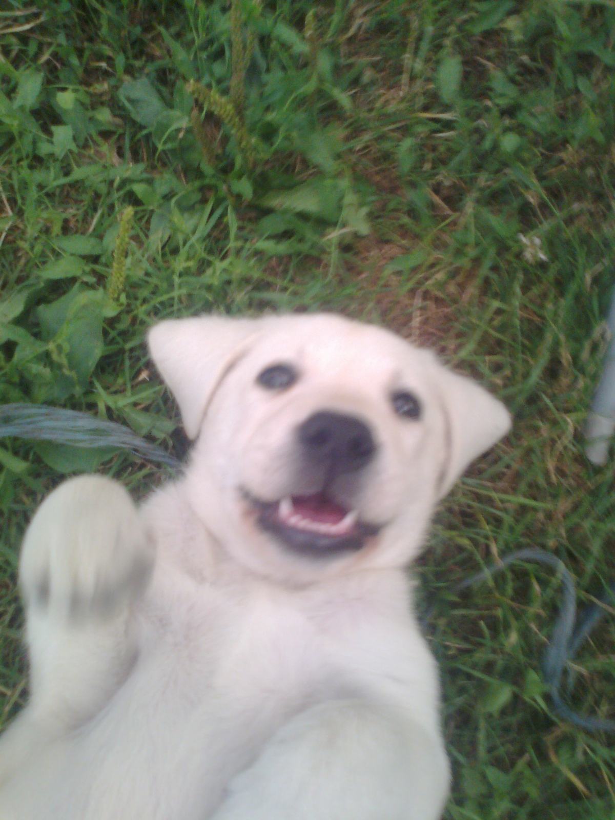 BIJELO ŠTENE LABRADOR - PRODAJEM