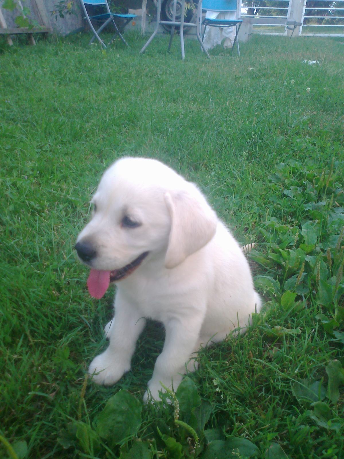 BIJELO ŠTENE LABRADOR - PRODAJEM