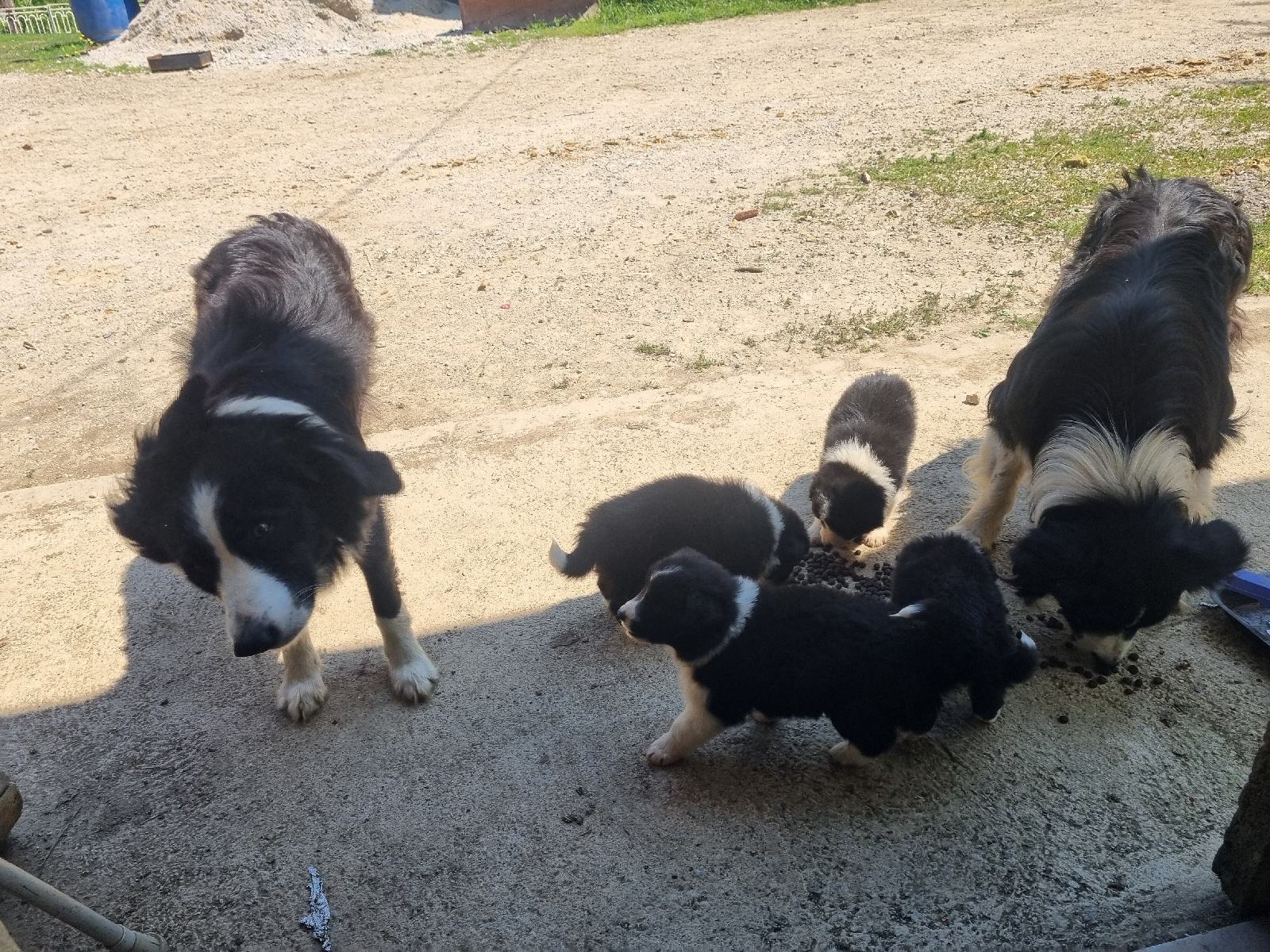 Border collie štenci
