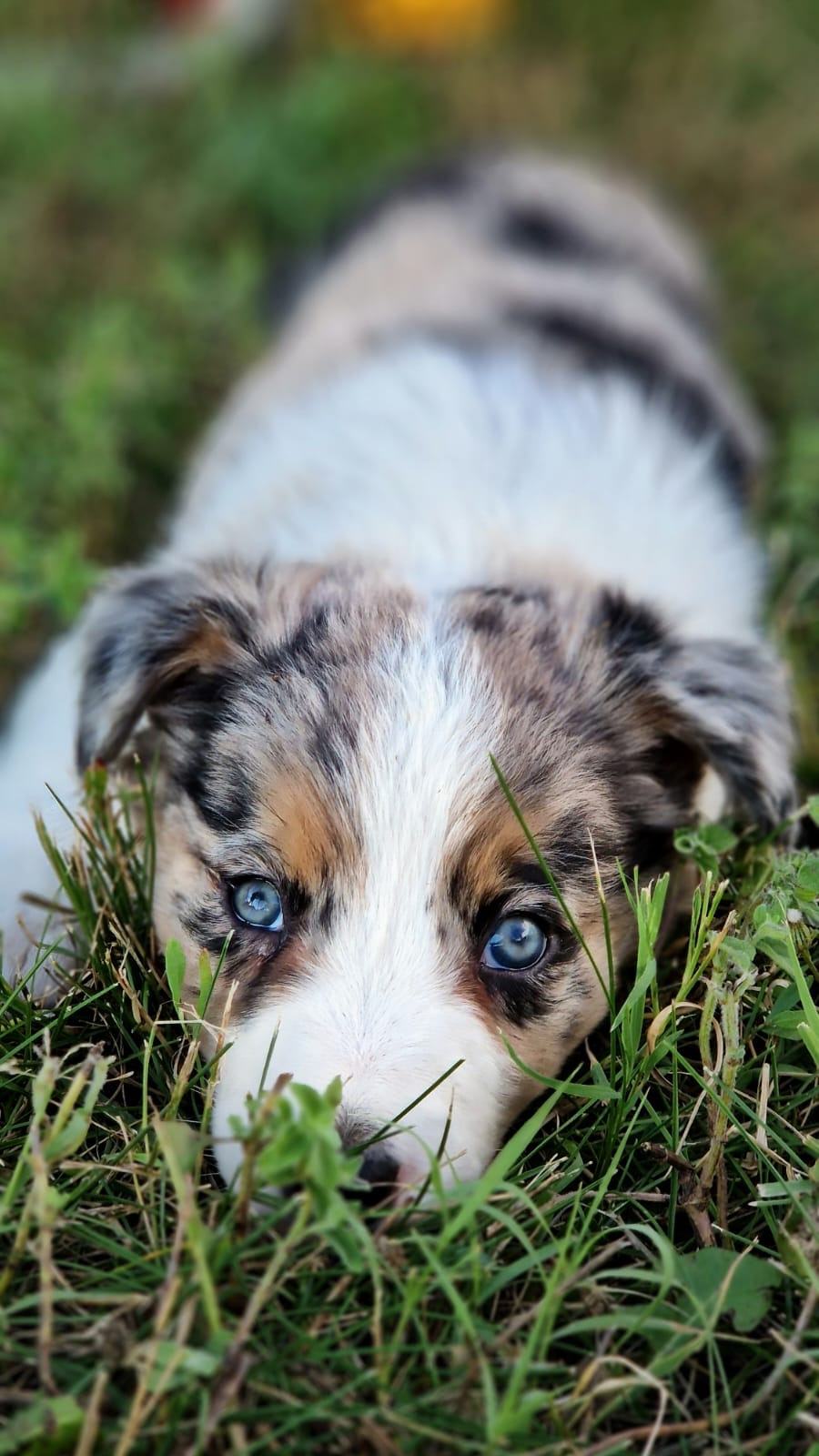 Border Collie,blue merle,tri color