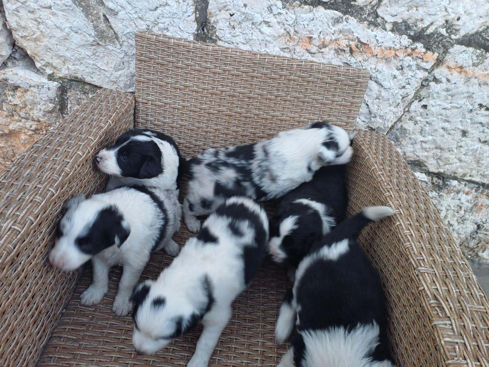 Border Collie štenci
