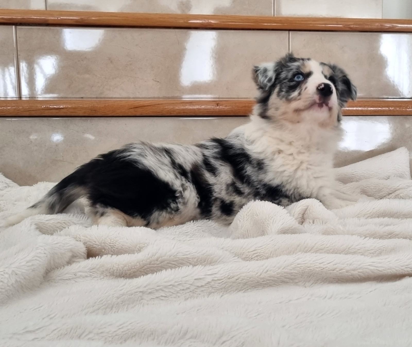 Border collie blue merle
