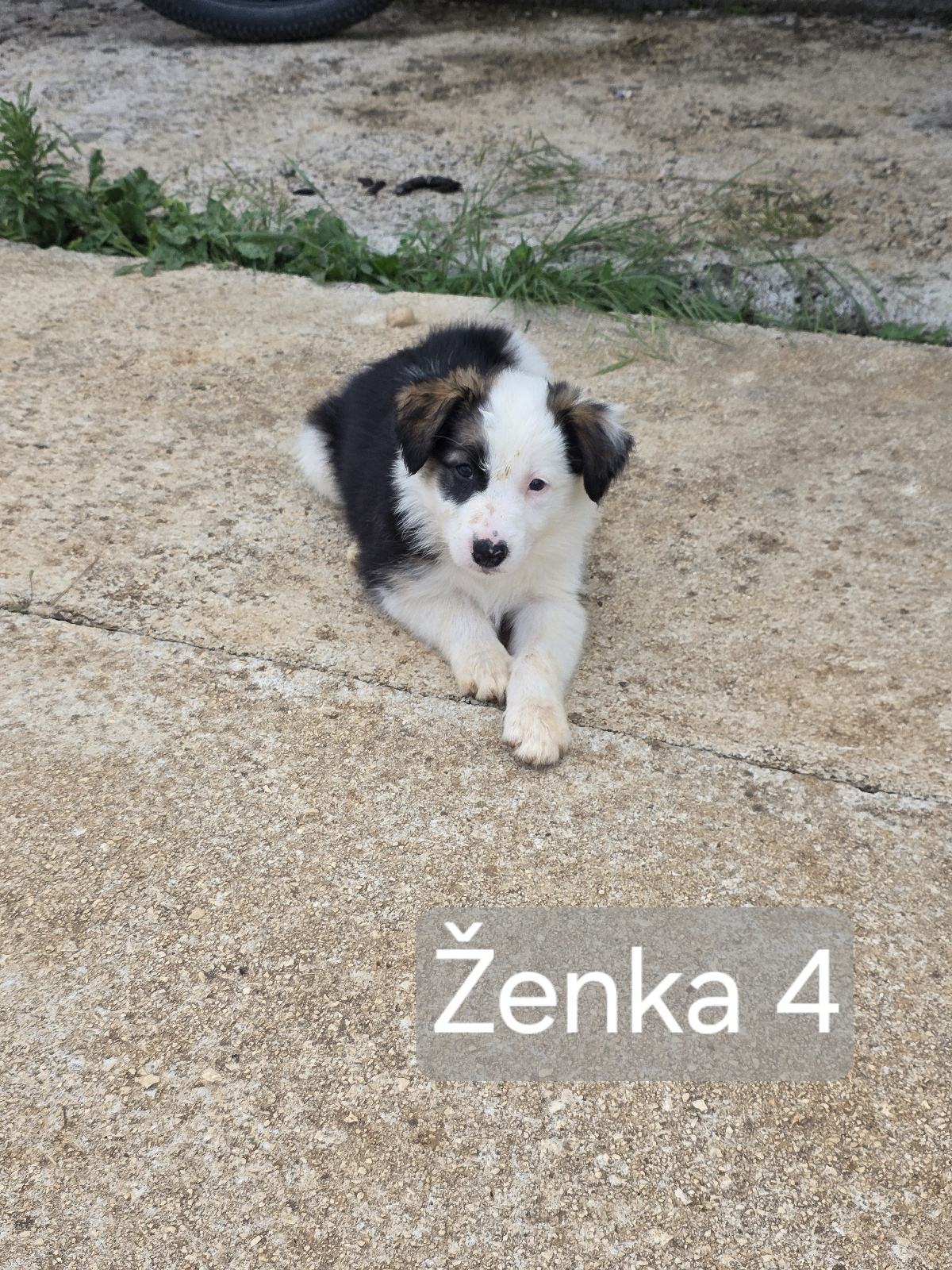 Border collie stenci