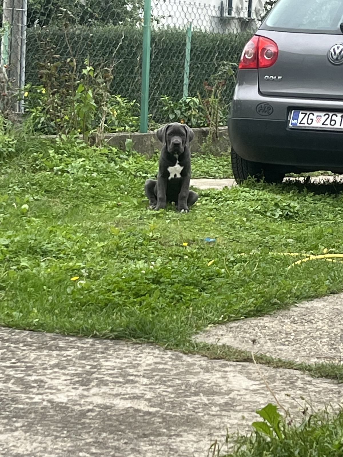 Cane corso blu gen