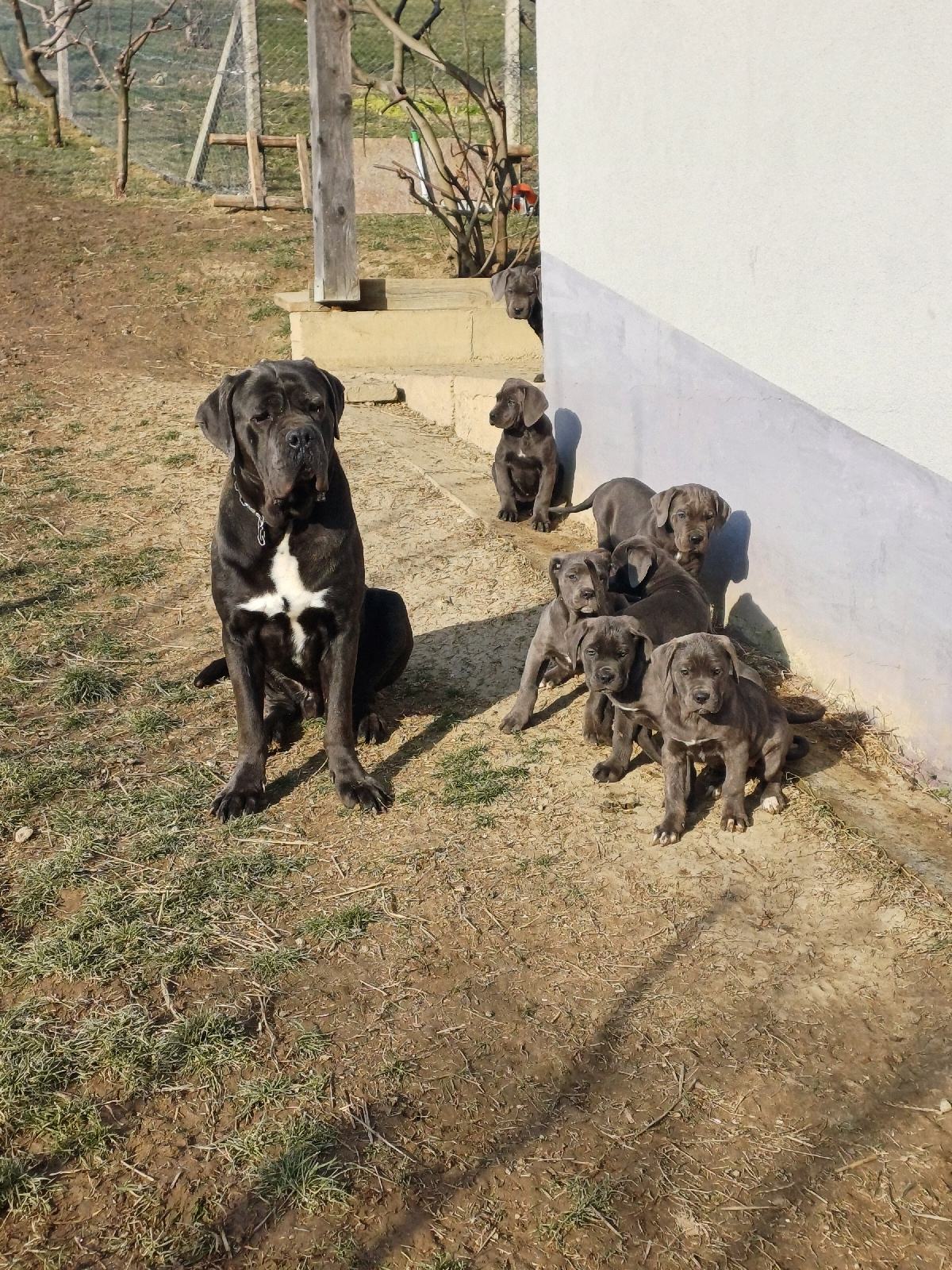 Cane Corso