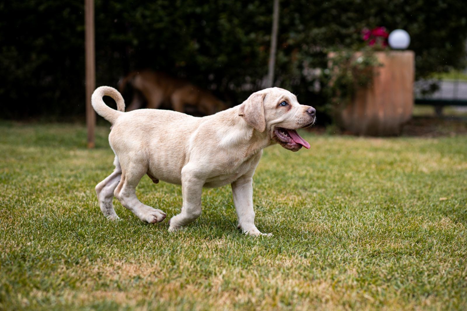 Cane Corso bijeli štenci - ostao jedan dečko-DOSTAVA