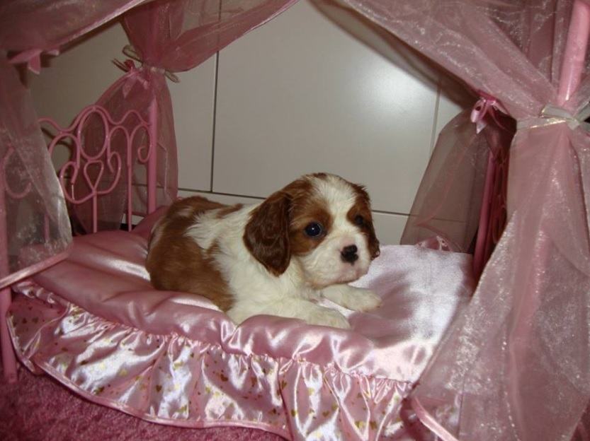 Cavalier King Charles Spaniel, kavaliri s rodovnicom, za pod bor