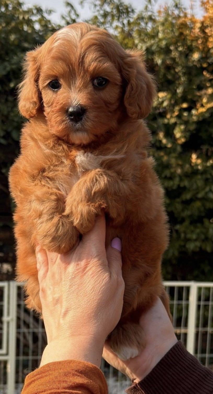 Cavapoo DOVOZ ZG-ZD-SPLIT-ISTRA