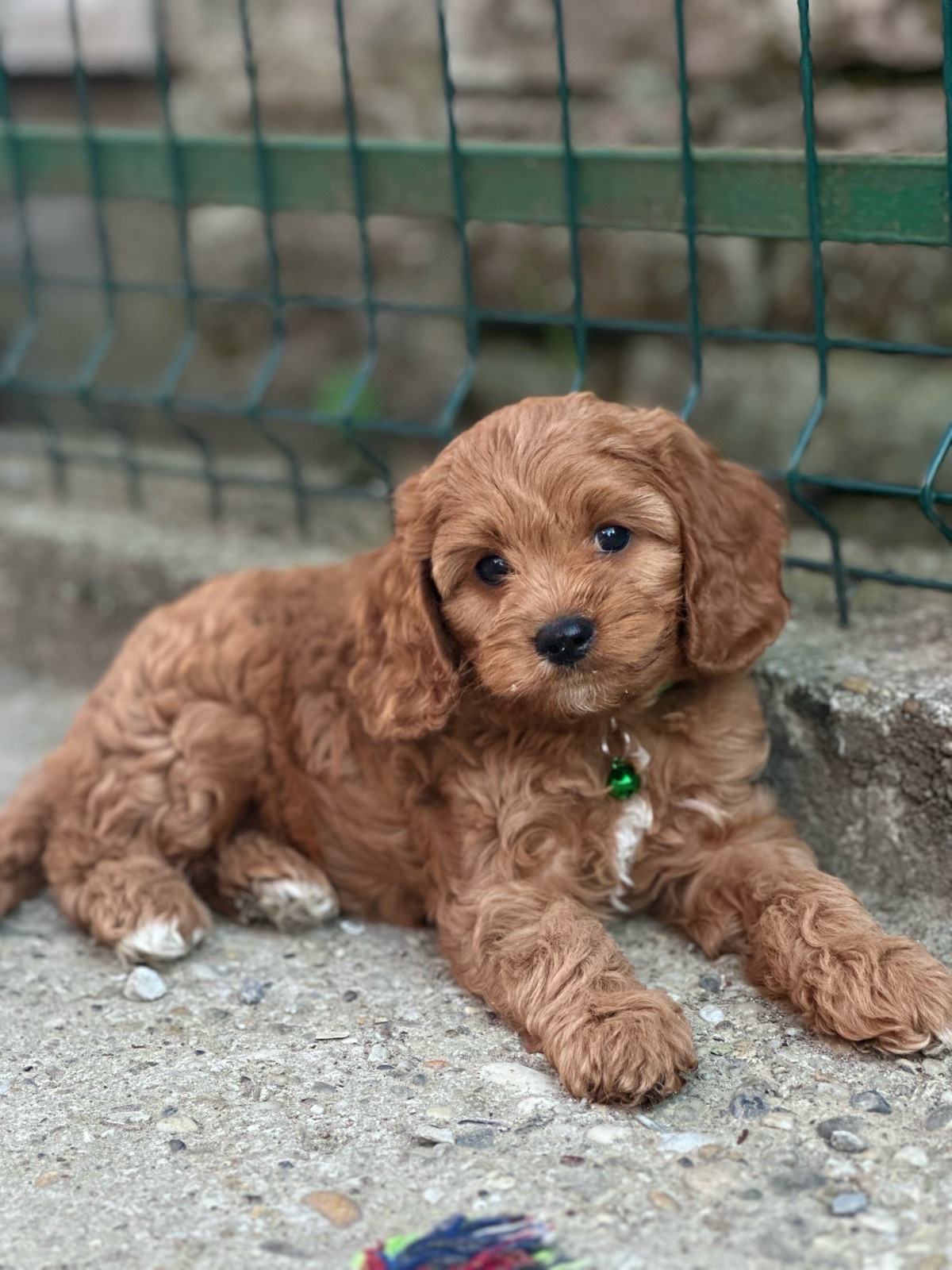 CAVAPOO