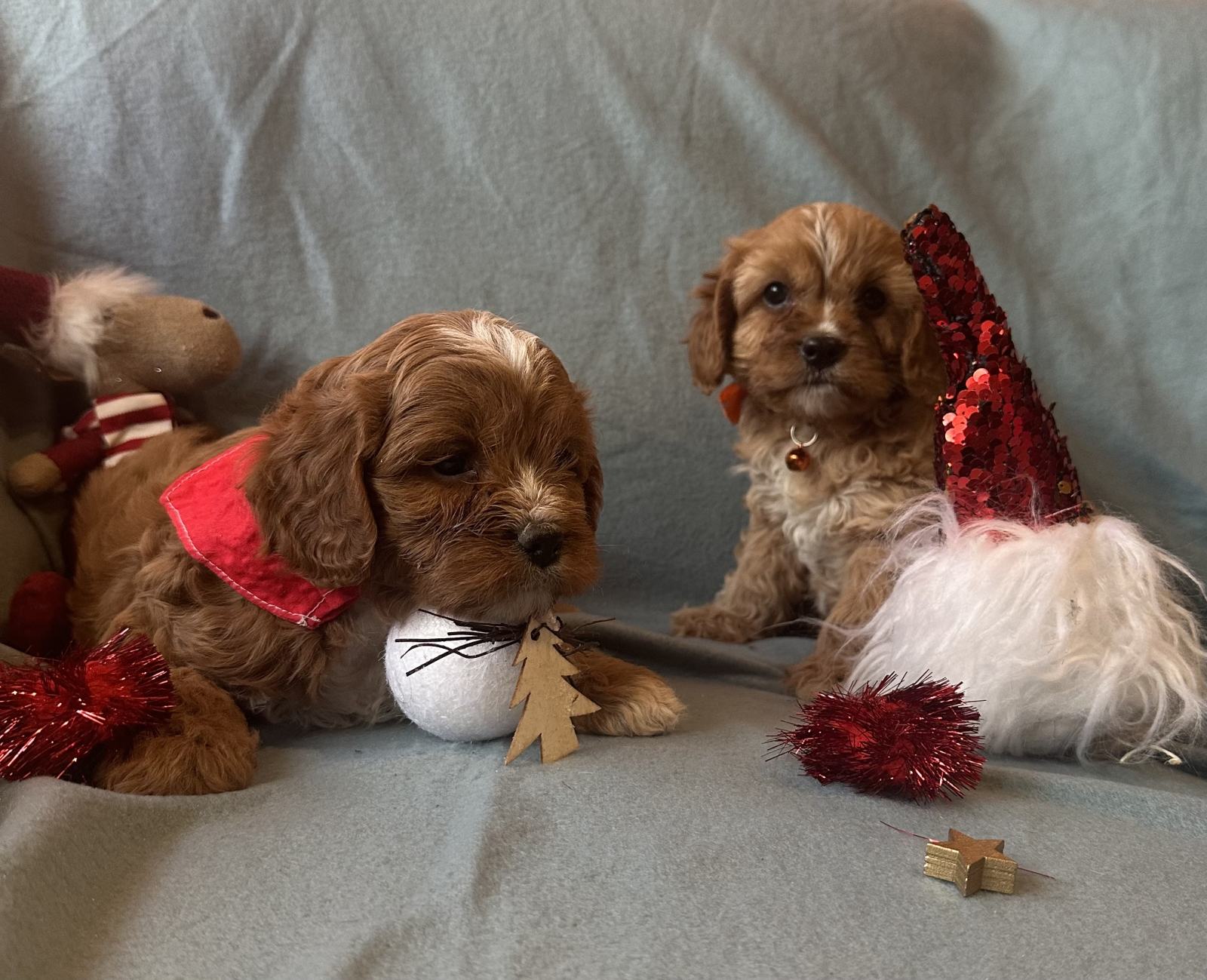 Cavapoo štenci - ( mini Pudla/Poodle + Cavalier) - DOSTAVA