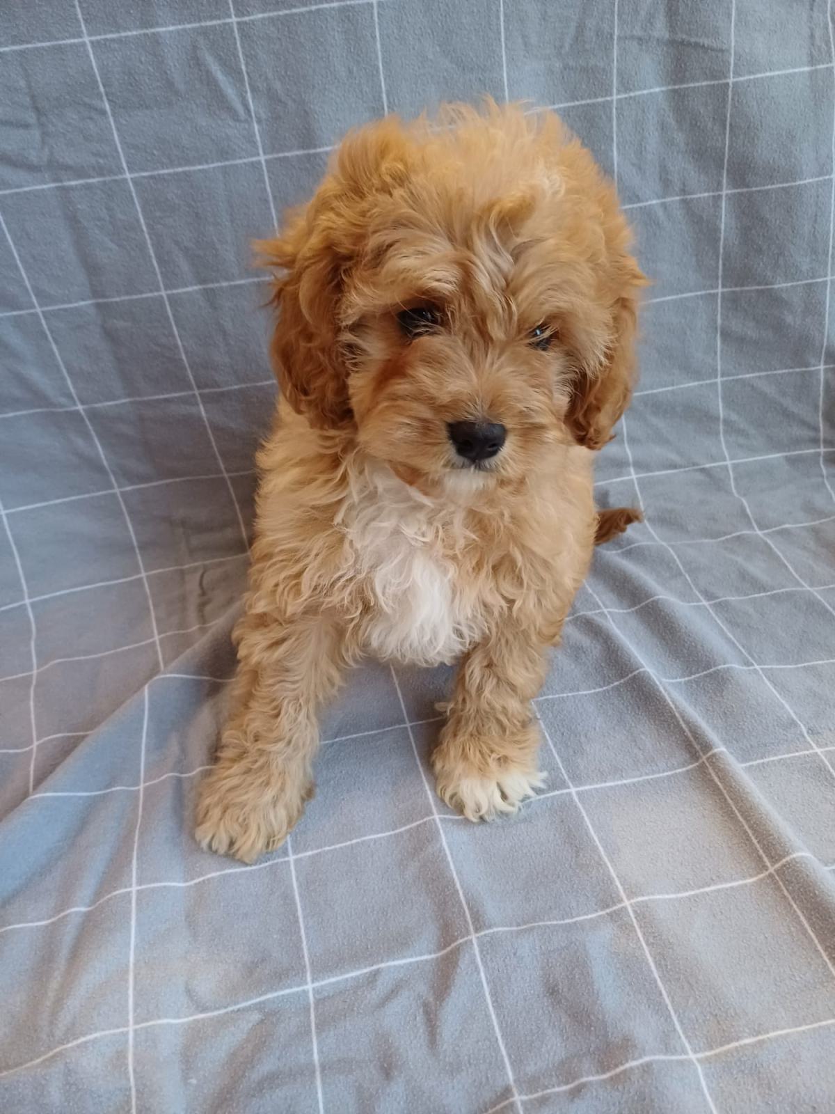 Cavapoo štenci