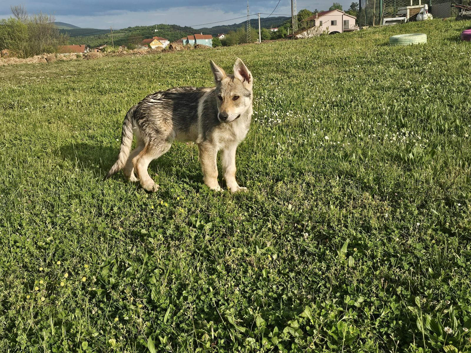 Čehoslovački vučji pas štenci