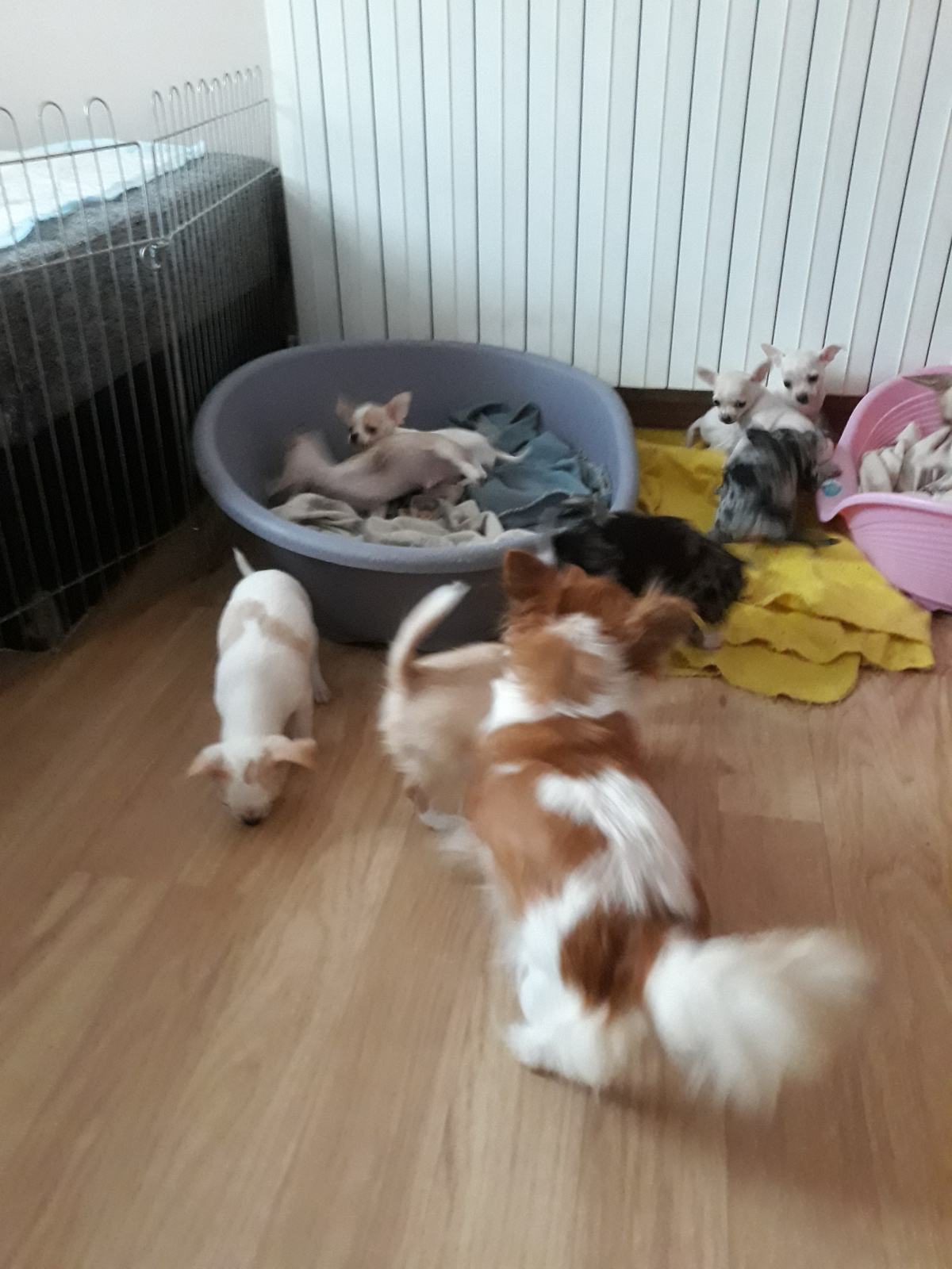 Chihuahua, chivava, čivava čistokrvni mini štenci čipirani DOSTAVA