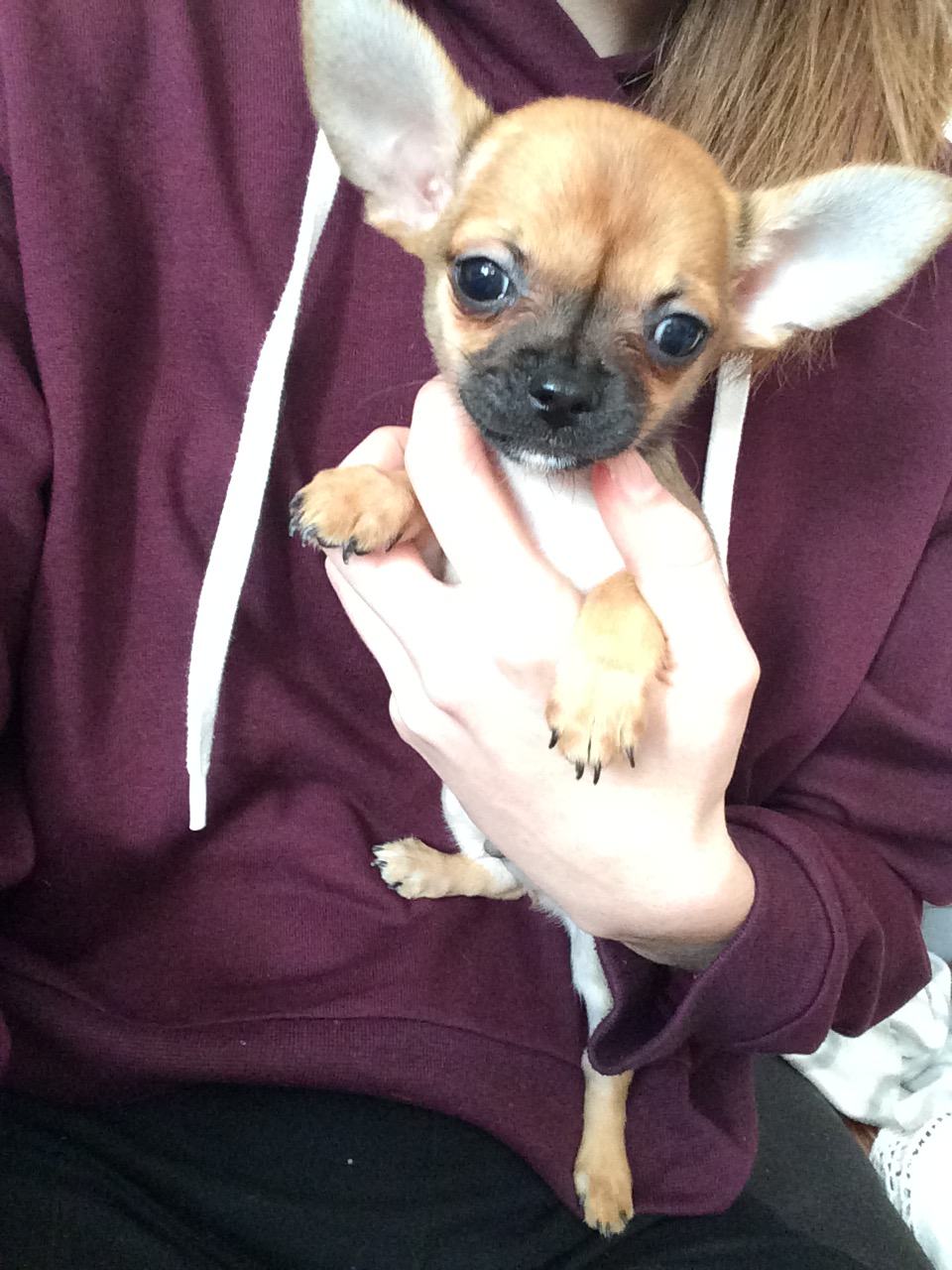 Chihuahua chivava čivava ekstra mini štenci