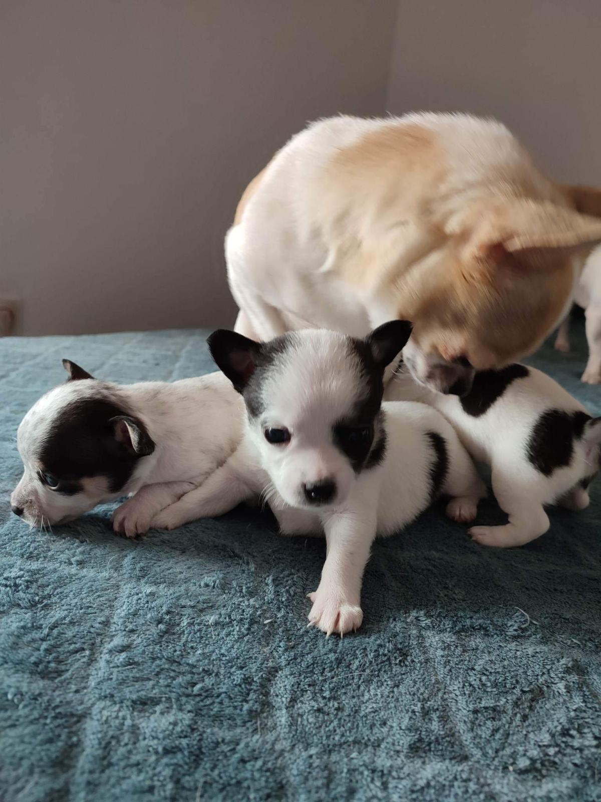 Chihuahua/civava stenci