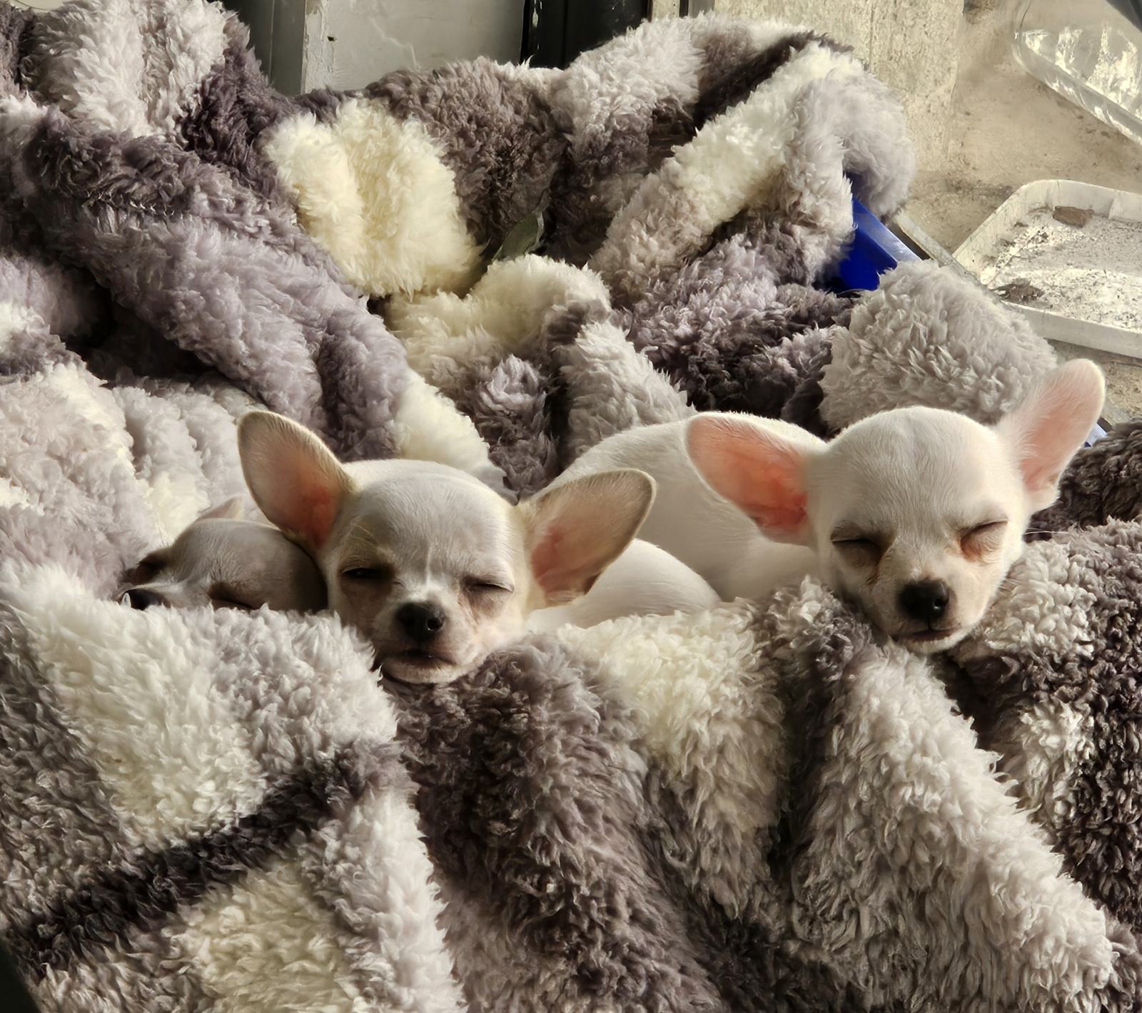 Chihuahua/civava stenci