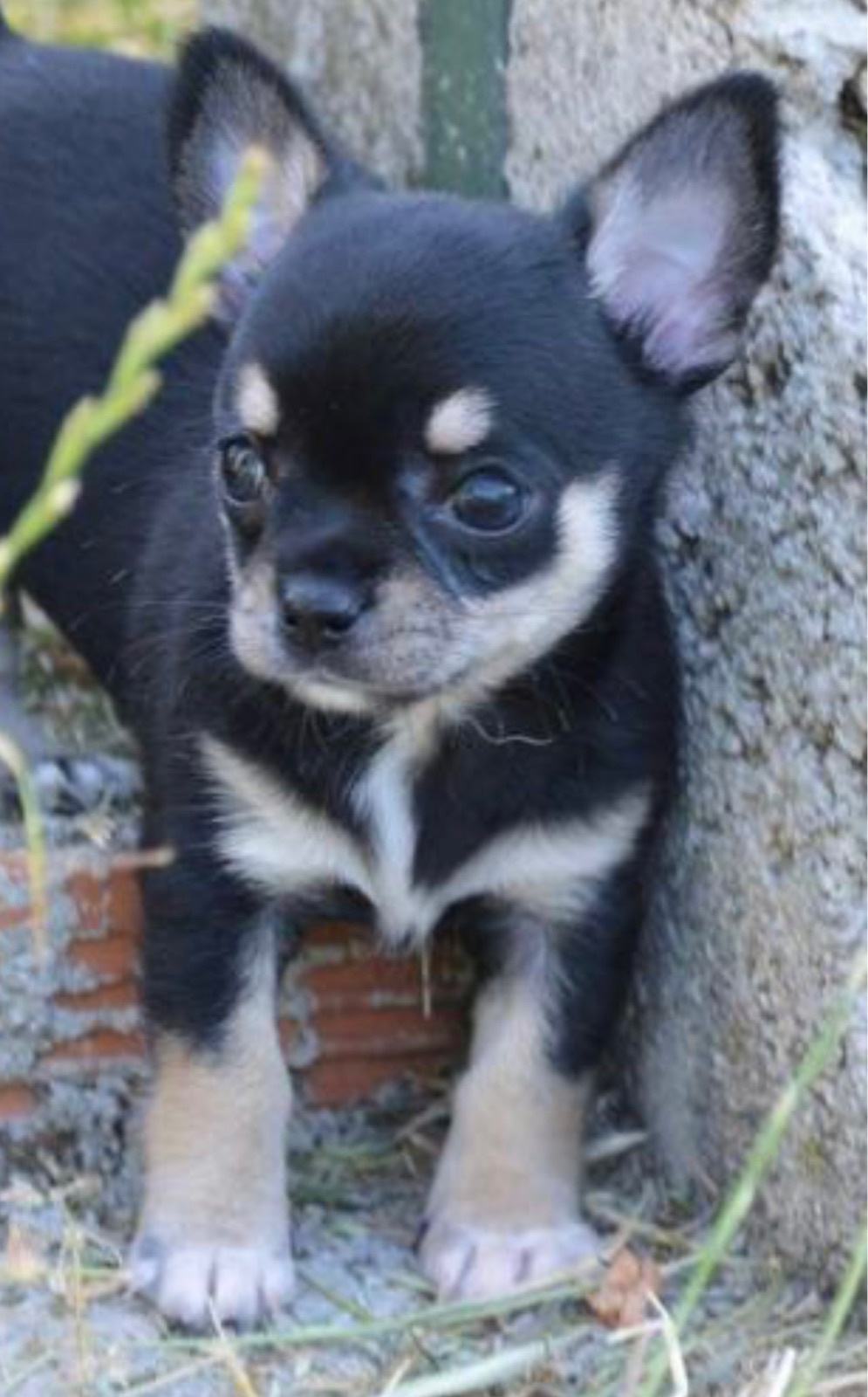 Chihuahua divno štene čivava