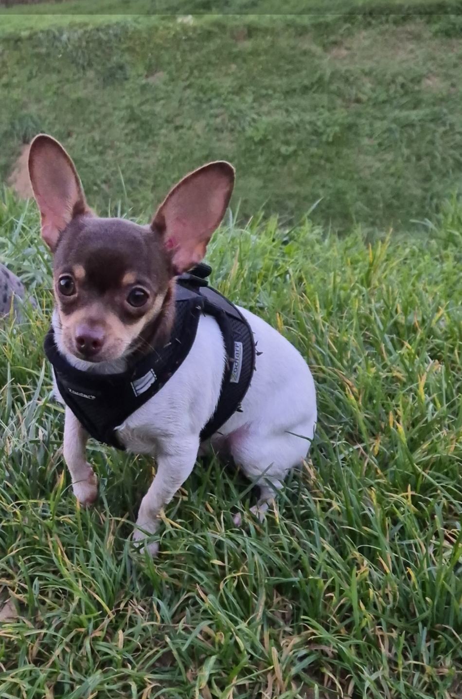 Chivava štenci - akcija