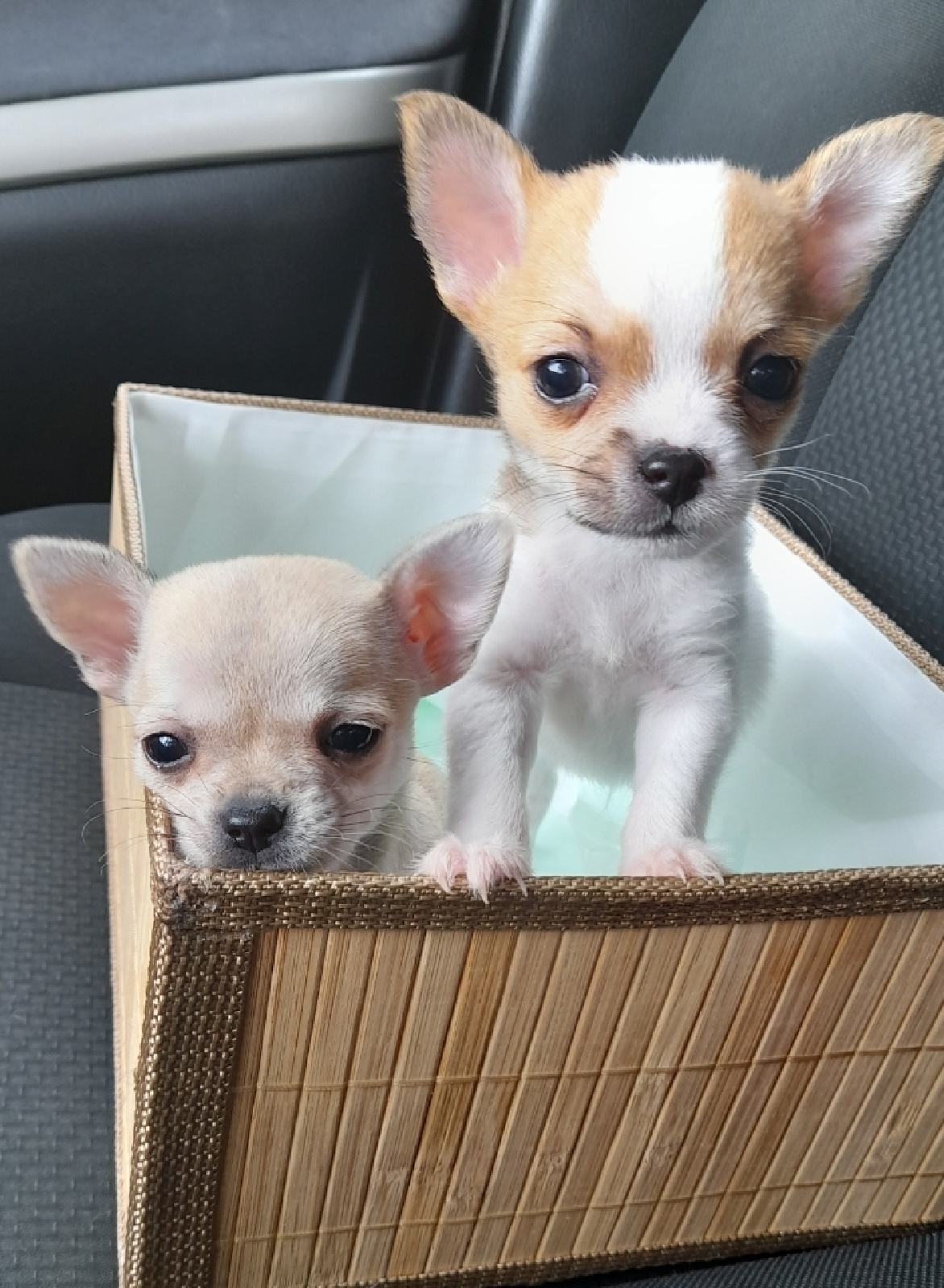 Mini chihuahue - čistokrvne chihuahue ( čivave)