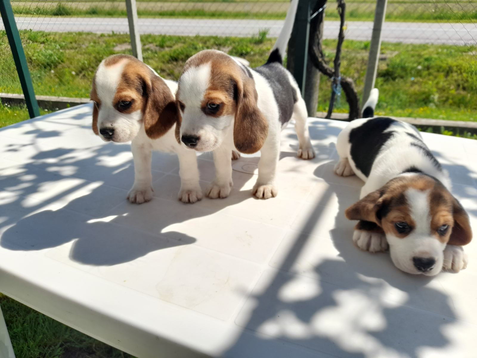 Čistokrvni štenci BIGL