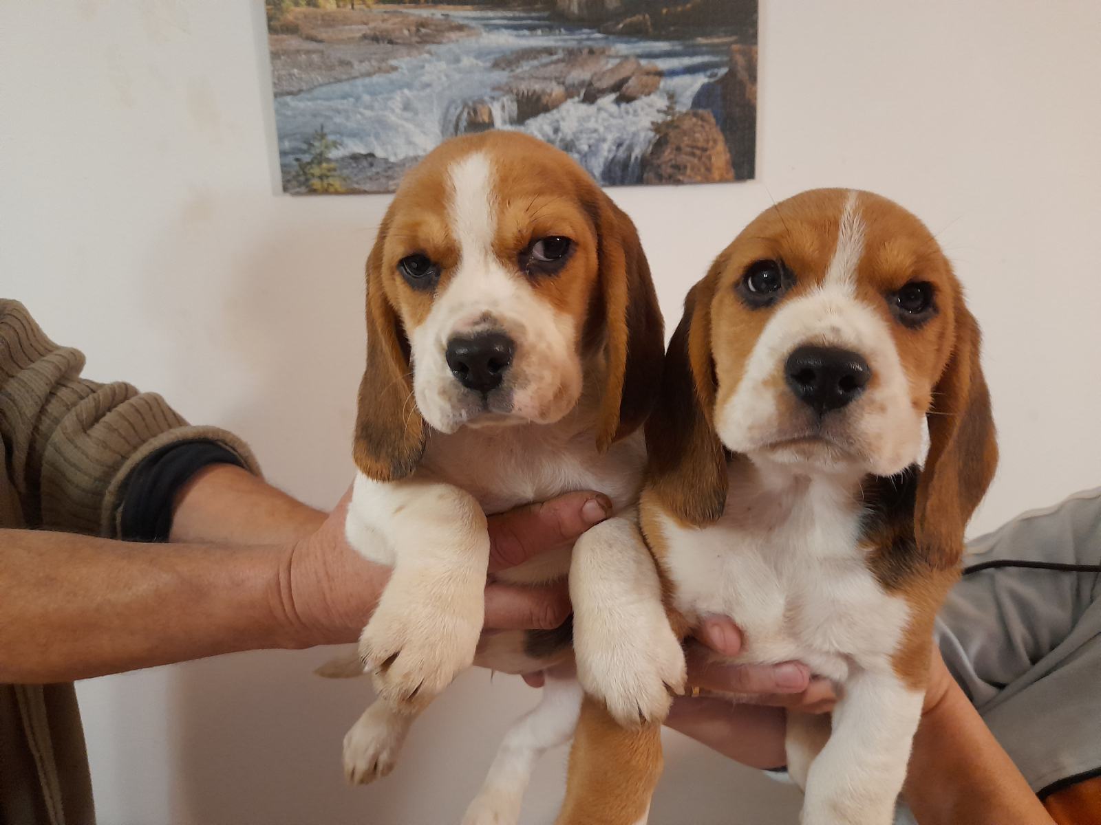 Čistokrvni štenci Bigl