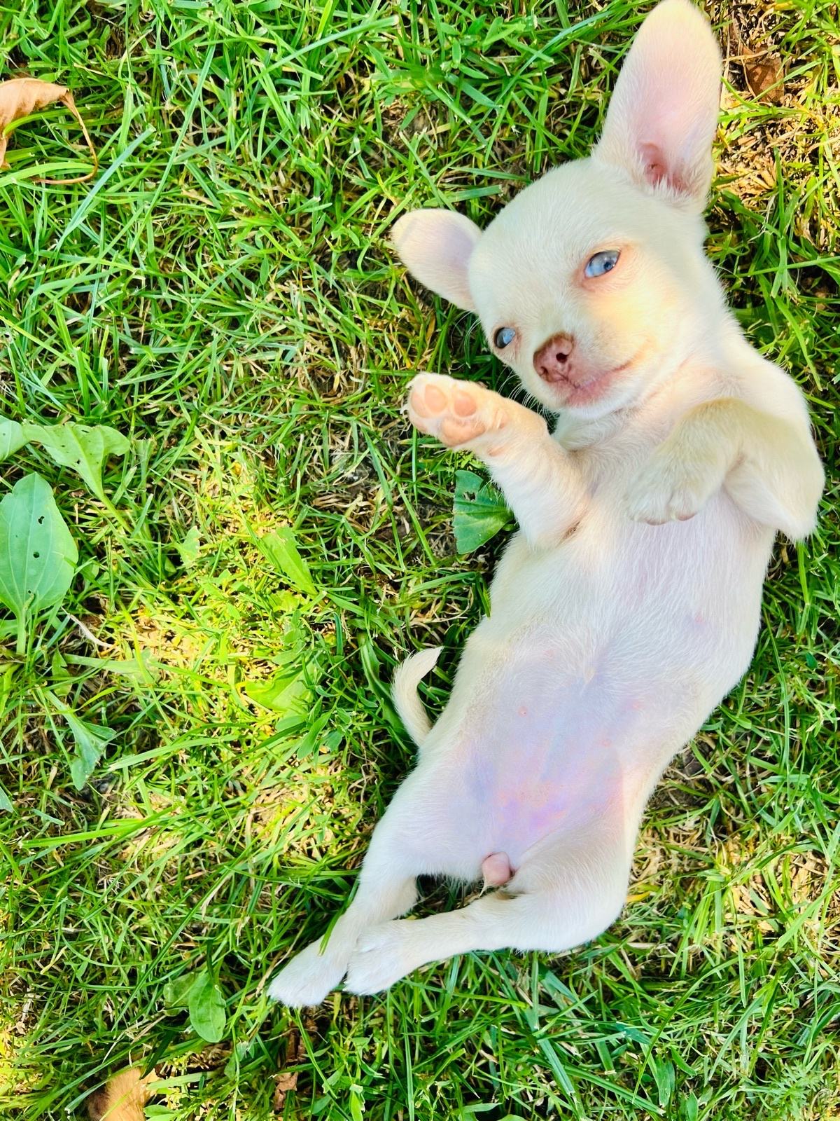 Civava, čivava, chihuahua štenci