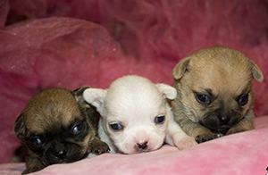 čivave miniaturne štence