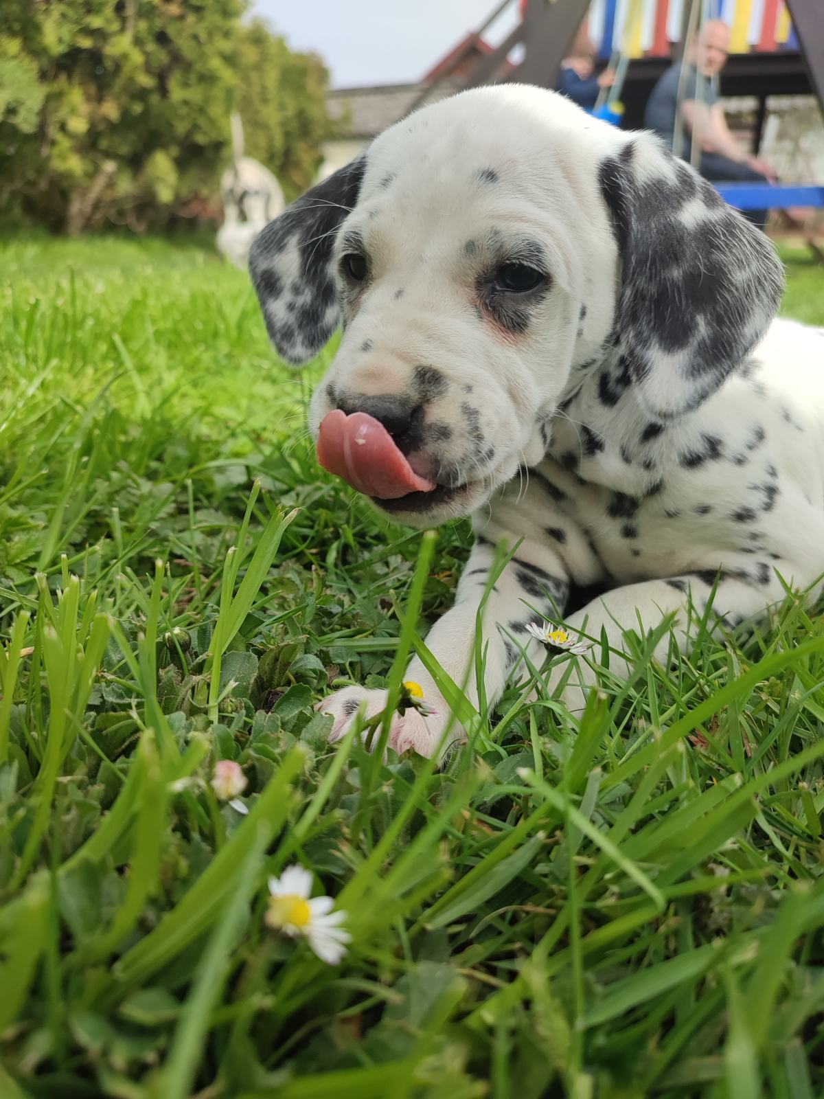 Dalmatinski pas štenci - Dalmatiner