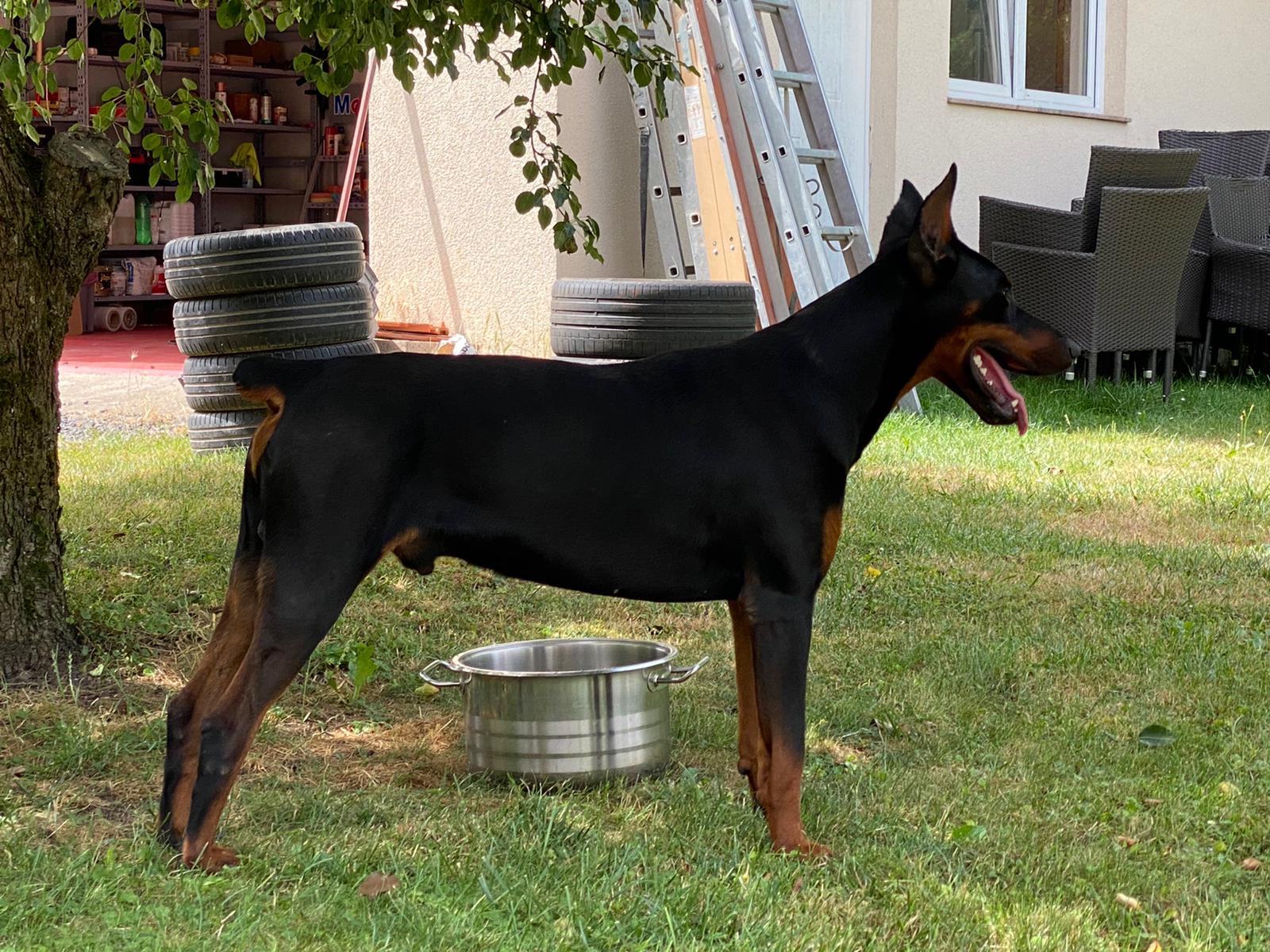 Doberman