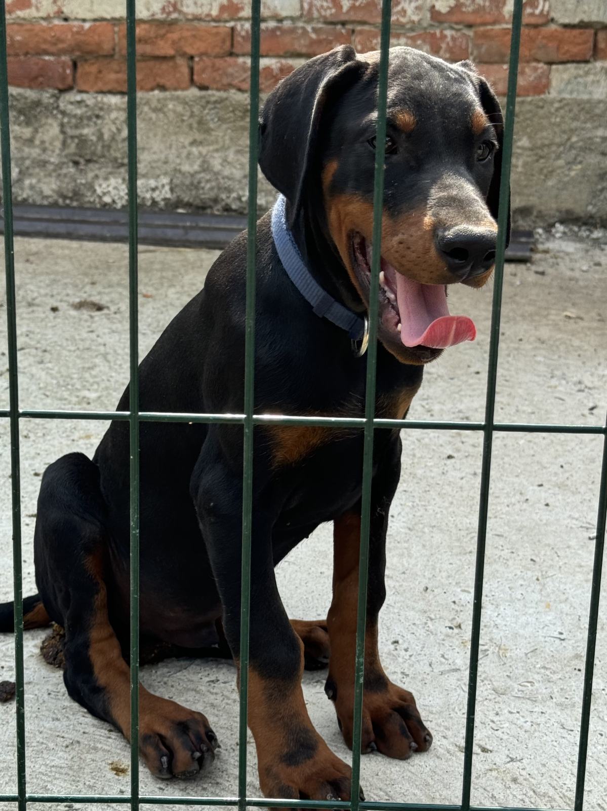 DOBERMAN